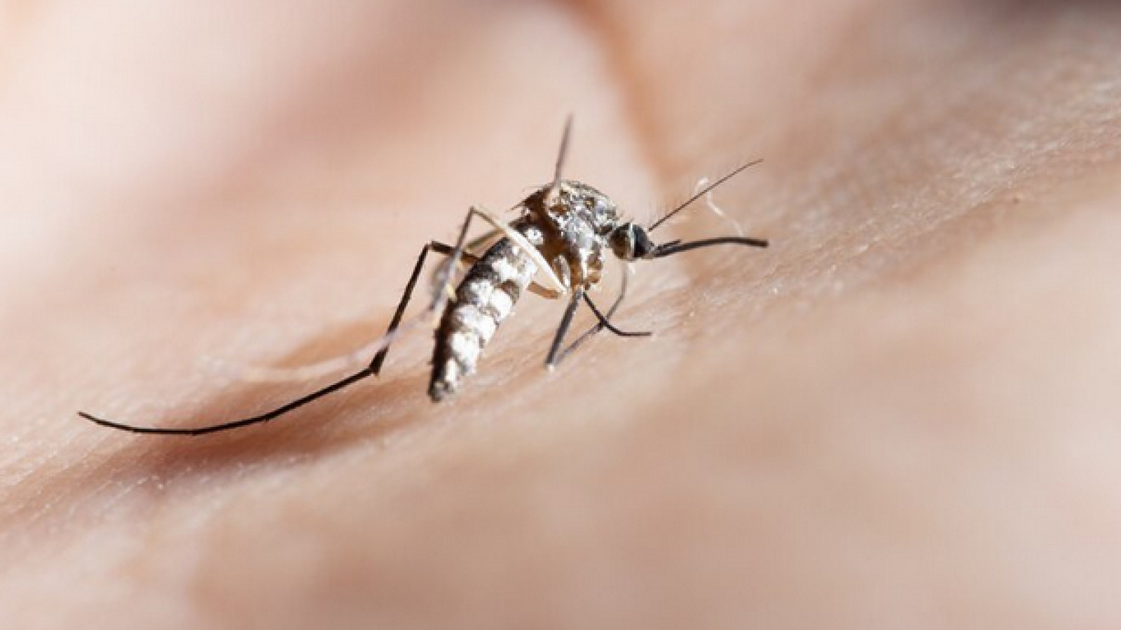 Ministério da Saúde anuncia Inclusão da contra dengue no calendário do ...